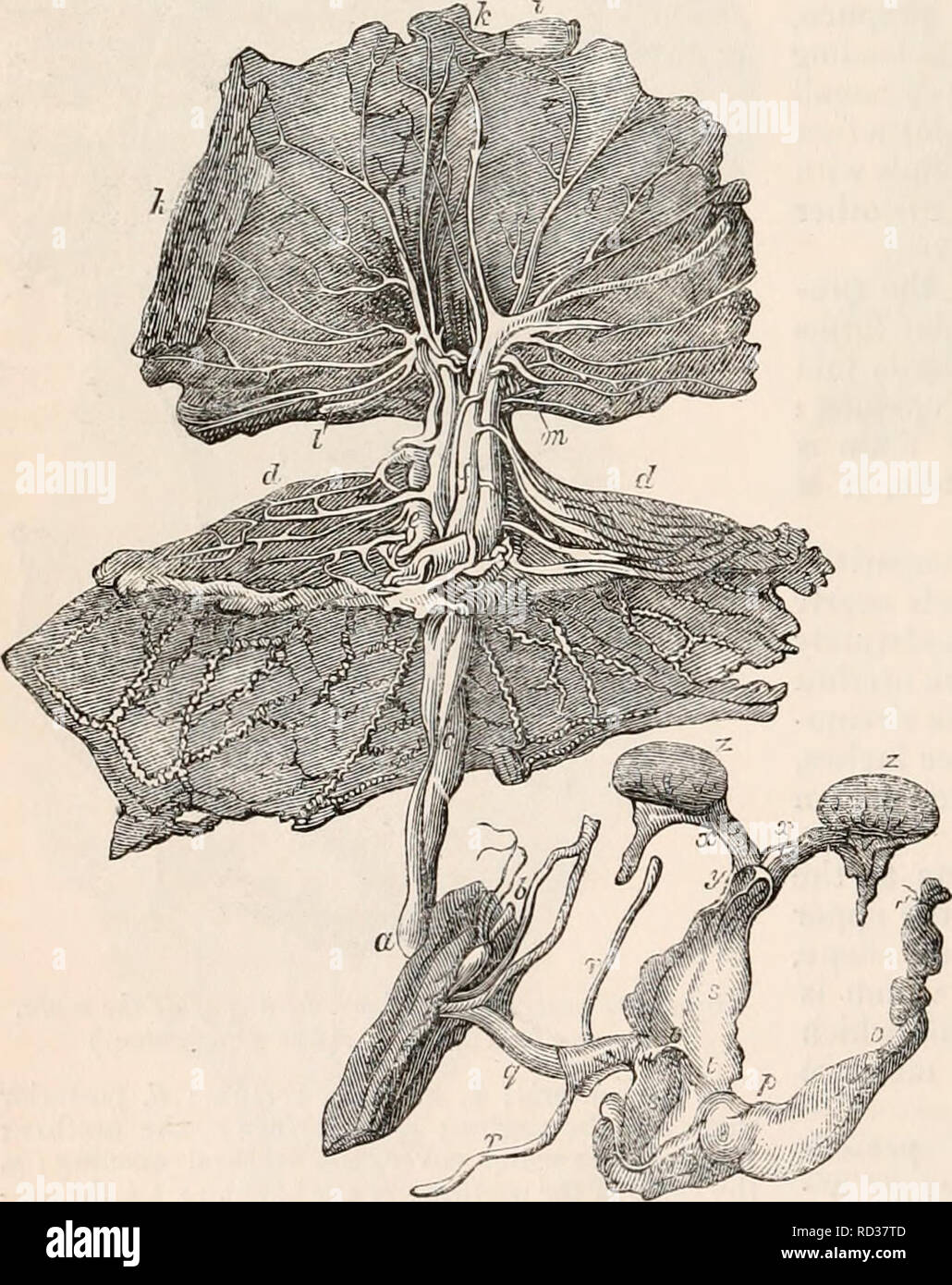 . The cyclopædia of anatomy and physiology. Anatomy; Physiology ...