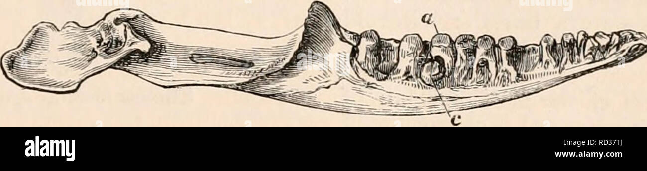 Small monitor lizards hi-res stock photography and images - Alamy