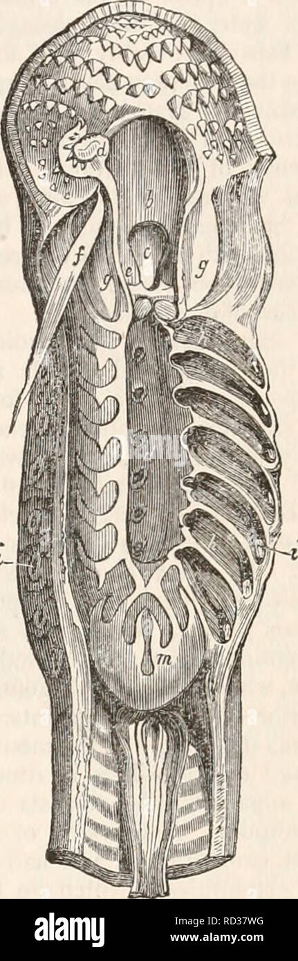 . The cyclopædia of anatomy and physiology. Anatomy; Physiology ...