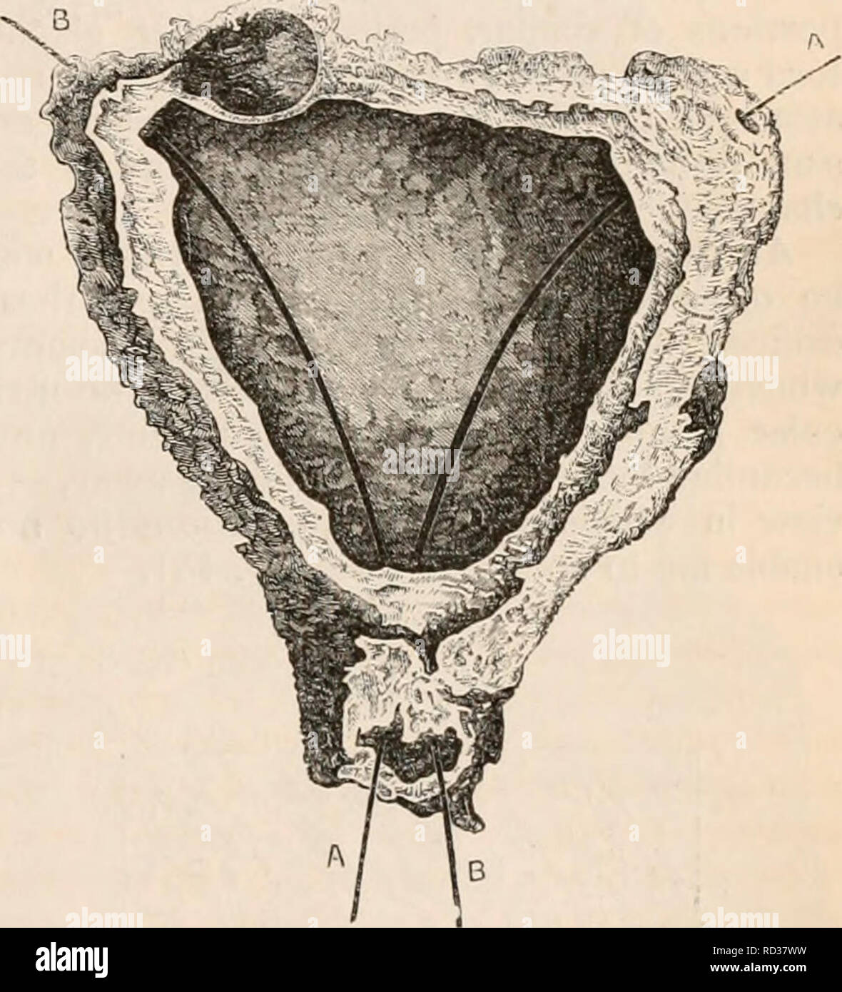 . The cyclopædia of anatomy and physiology. Anatomy; Physiology ...