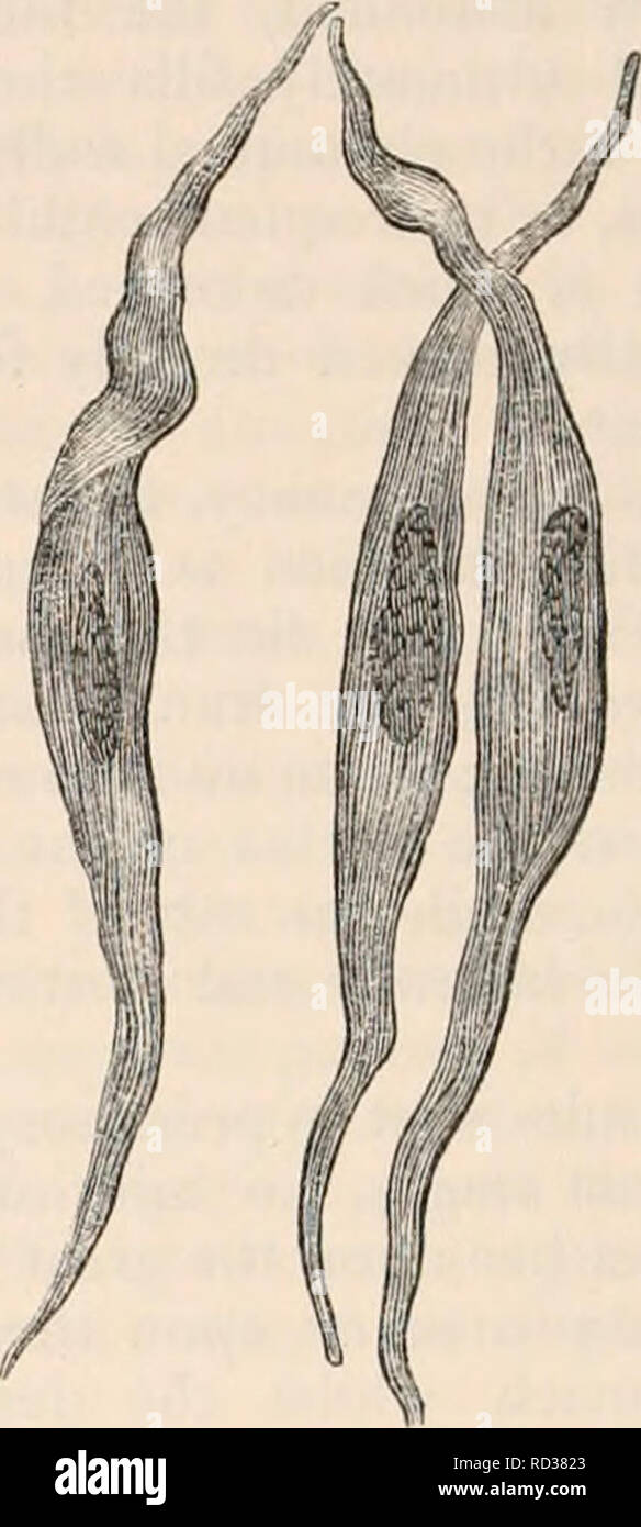 . The cyclopædia of anatomy and physiology. Anatomy; Physiology ...
