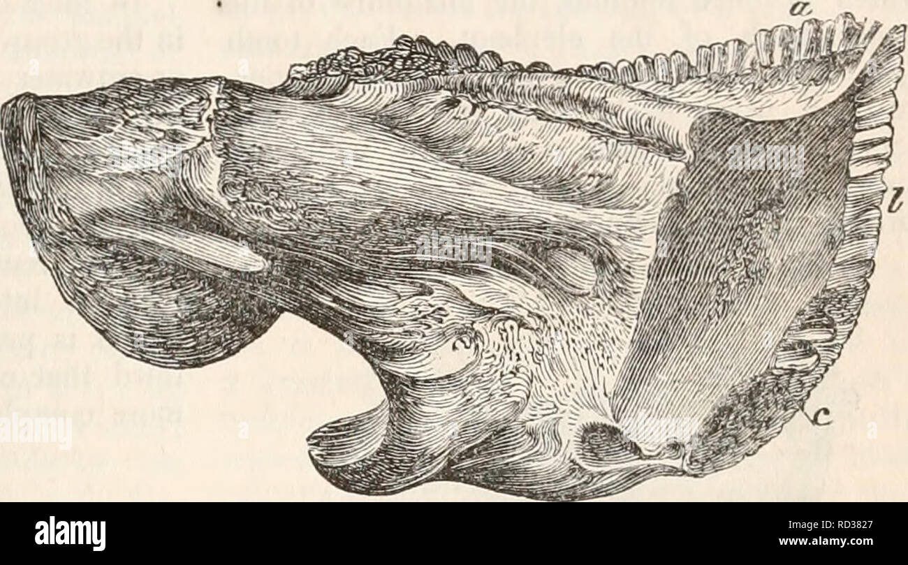 . The cyclopædia of anatomy and physiology. Anatomy; Physiology ...