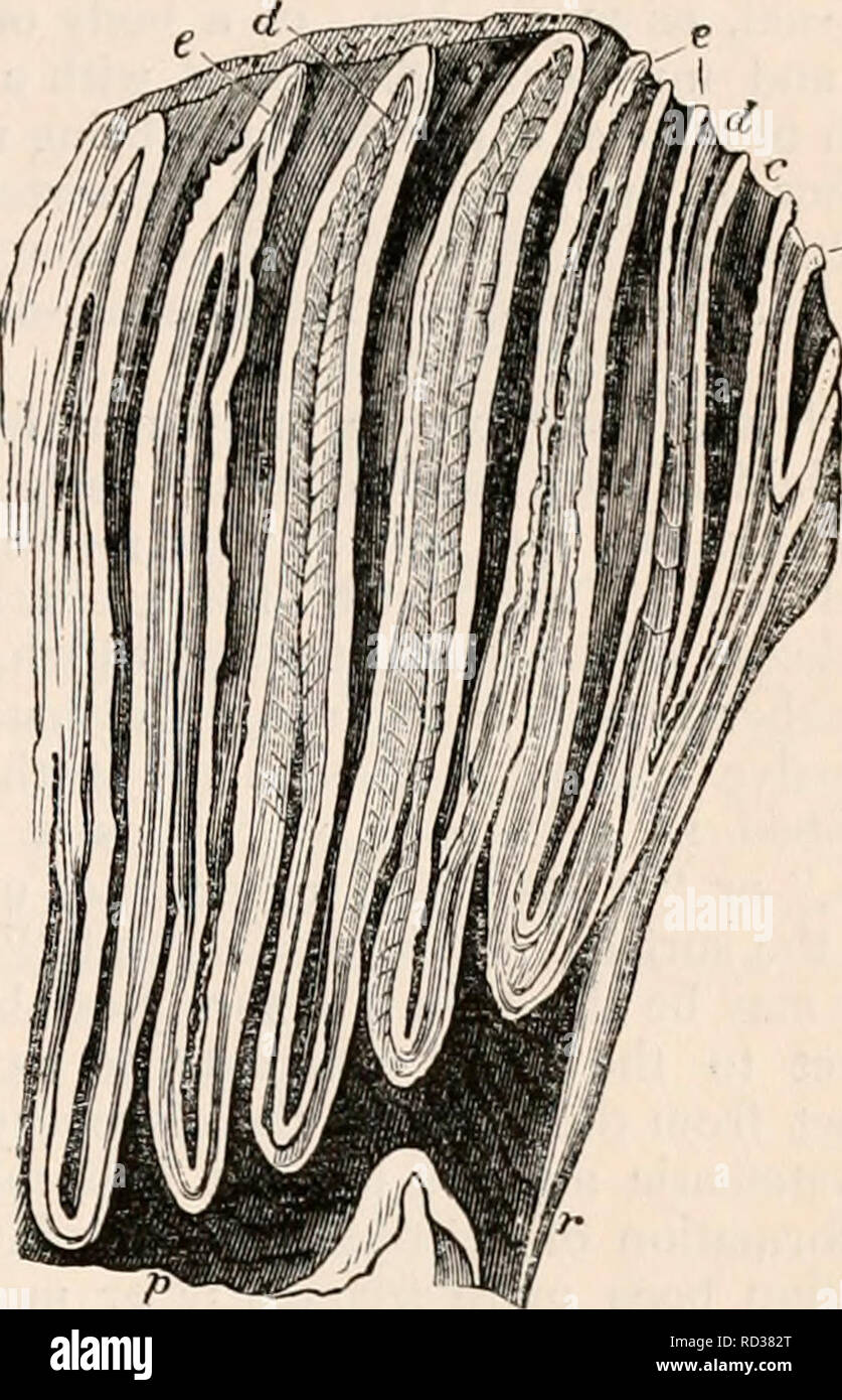 Elephant molar tooth hi-res stock photography and images - Alamy