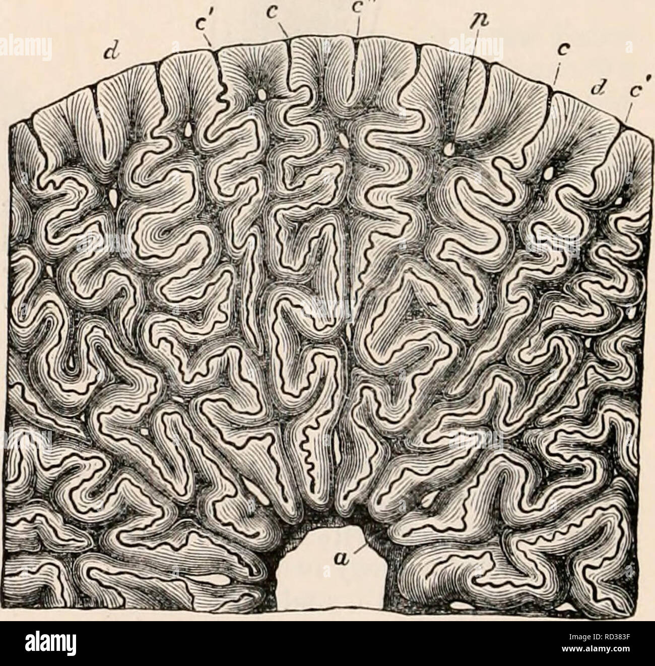 . The cyclopædia of anatomy and physiology. Anatomy; Physiology ...