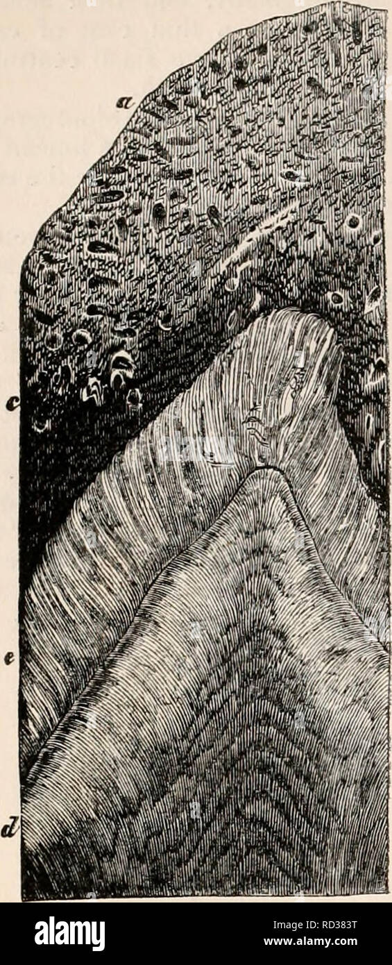 Sinuous horse hi-res stock photography and images - Alamy