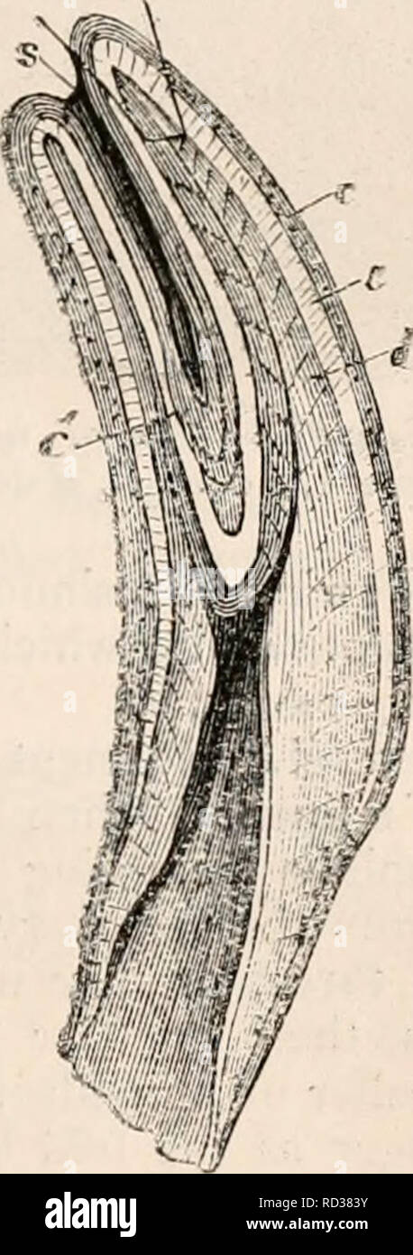 Longitudinal section of a molar tooth hi-res stock photography and ...