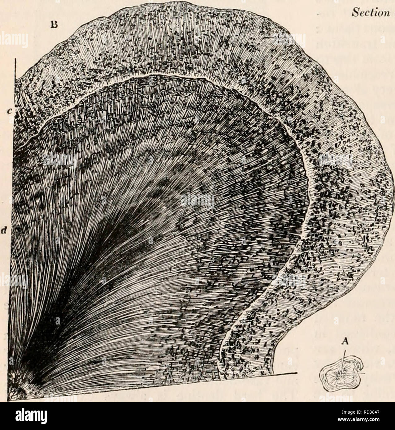 . The cyclopædia of anatomy and physiology. Anatomy; Physiology ...