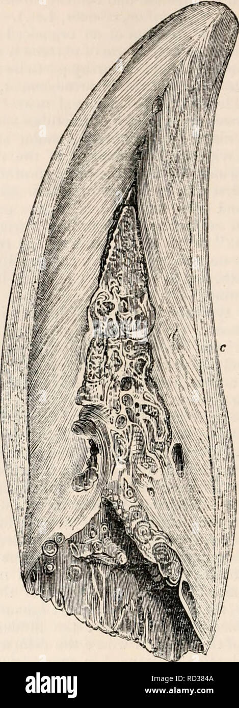 Piper genus hi-res stock photography and images - Alamy