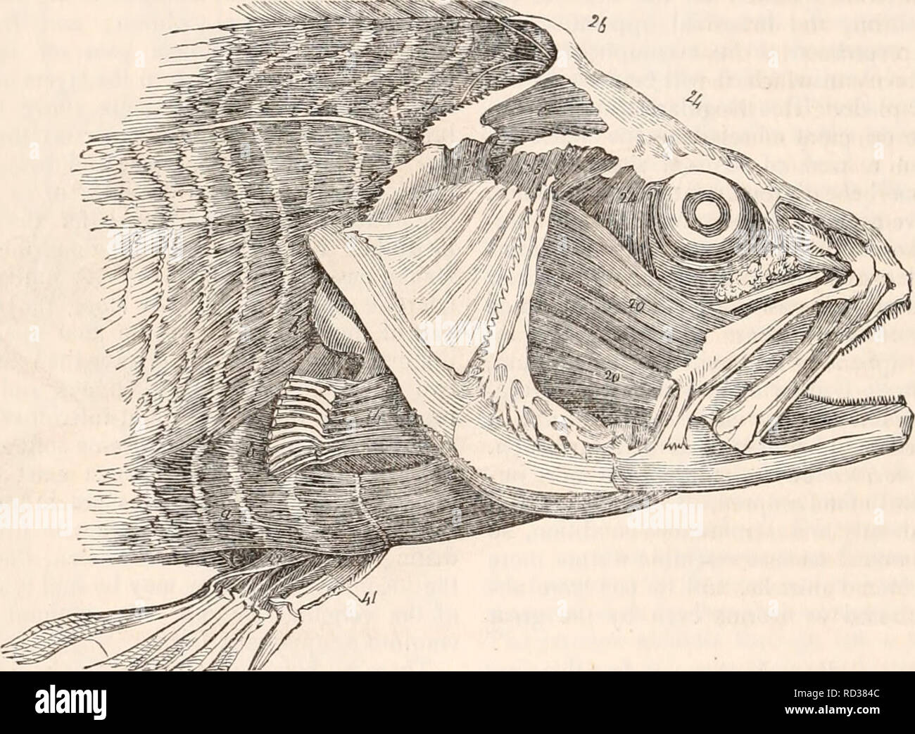 . The cyclopædia of anatomy and physiology. Anatomy; Physiology ...