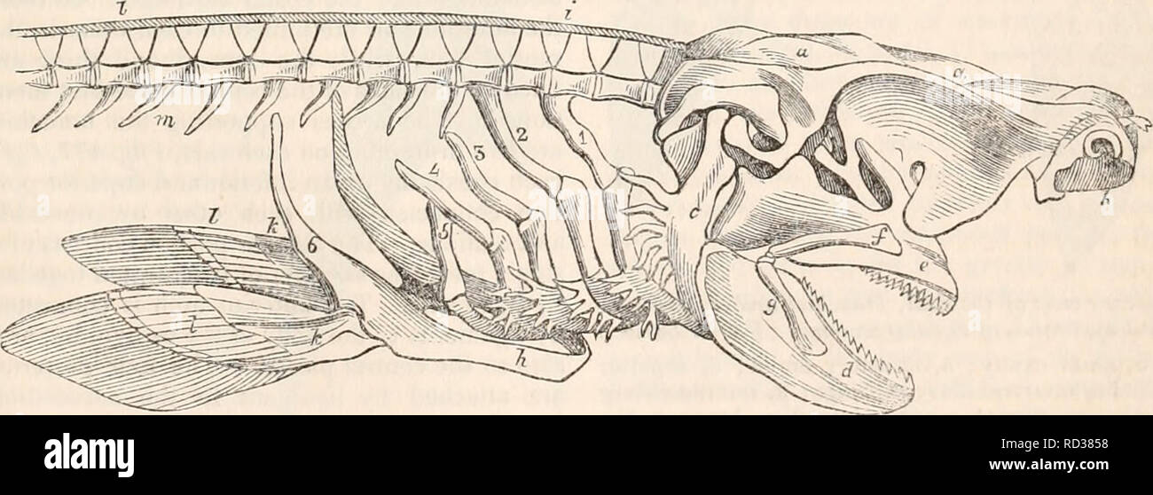 . The cyclopædia of anatomy and physiology. Anatomy; Physiology ...