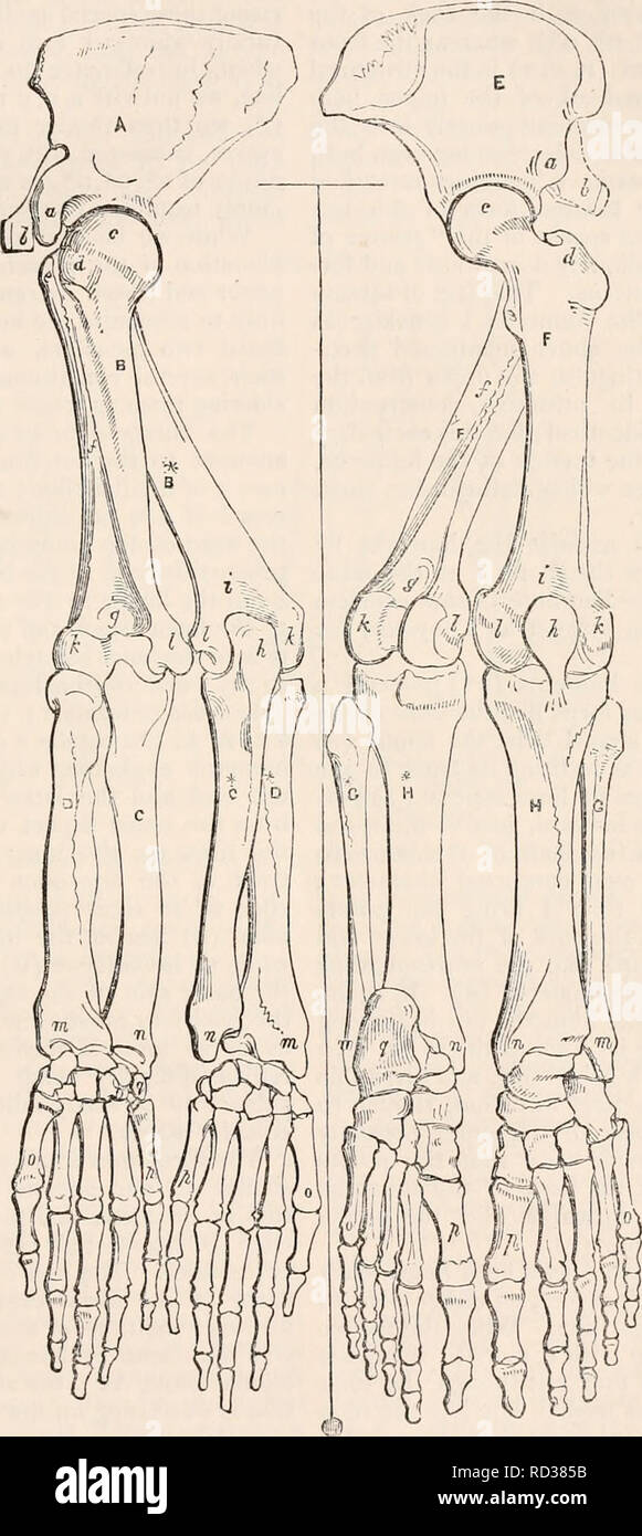 . The cyclopædia of anatomy and physiology. Anatomy; Physiology ...