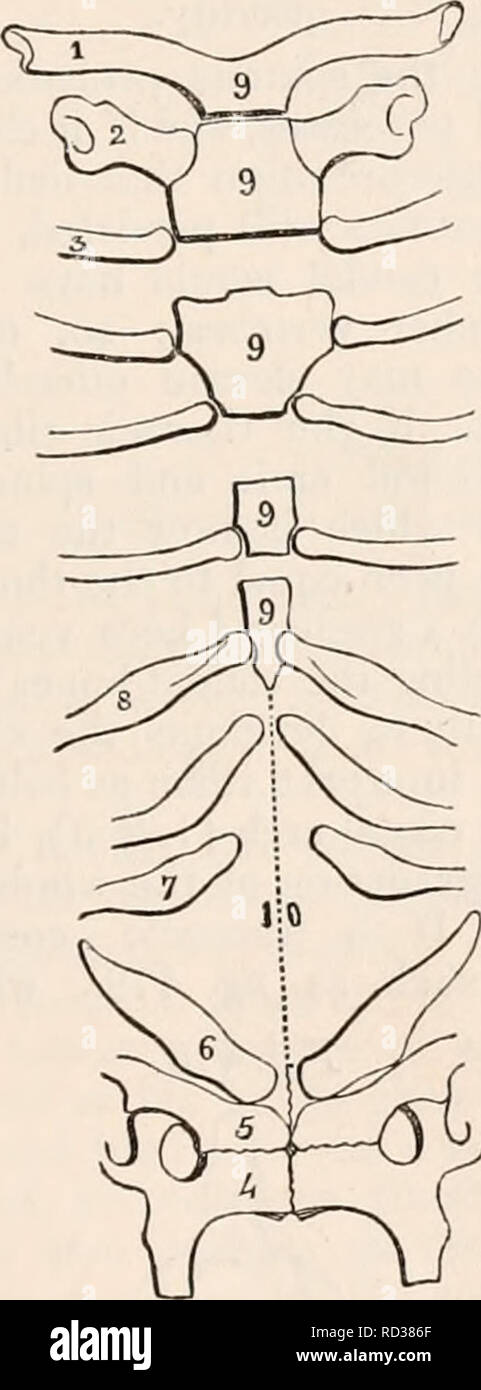 Indicate various anatomical parts hi-res stock photography and images ...