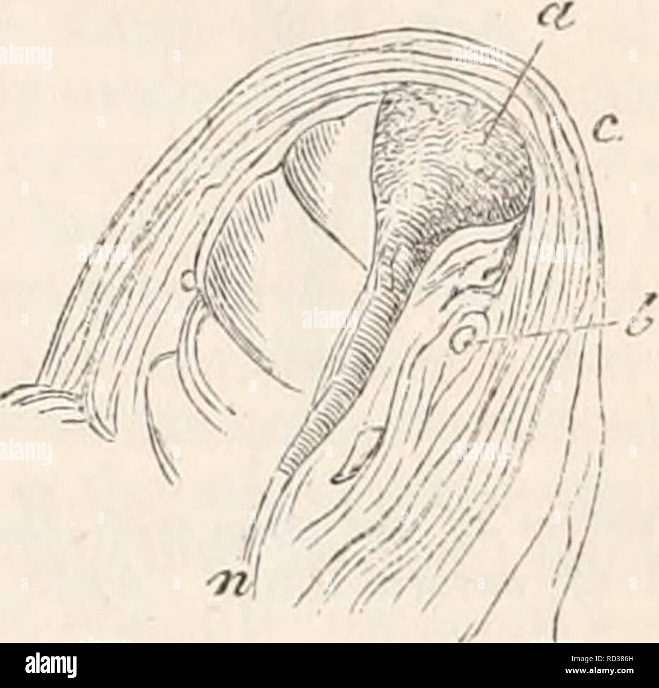 . The cyclopædia of anatomy and physiology. Anatomy; Physiology ...