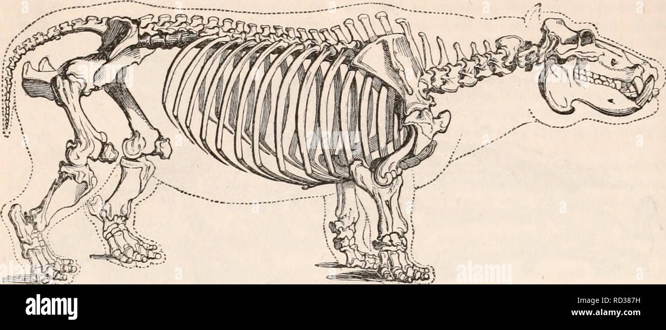 . The cyclopædia of anatomy and physiology. Anatomy; Physiology ...