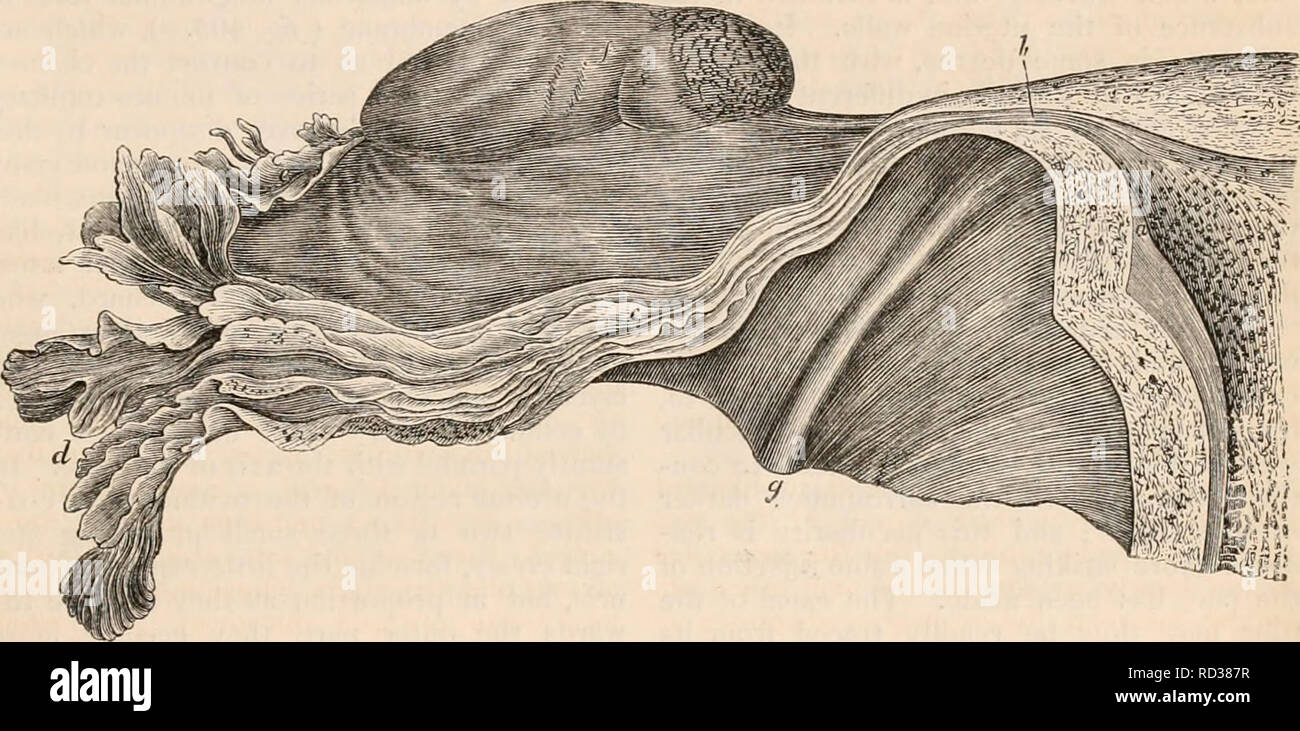 . The cyclopædia of anatomy and physiology. Anatomy; Physiology ...