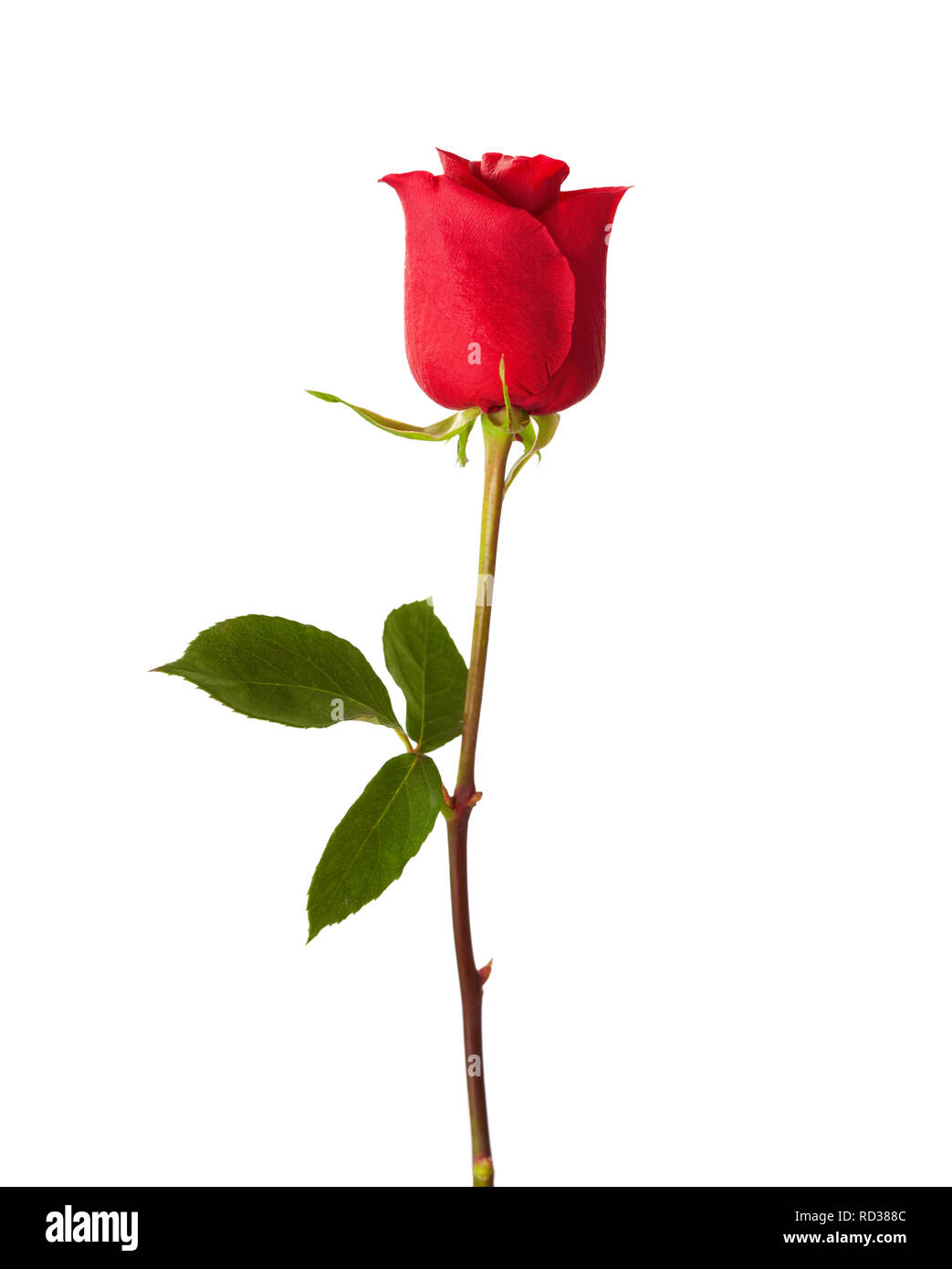 Red rose isolated on white background Stock Photo - Alamy