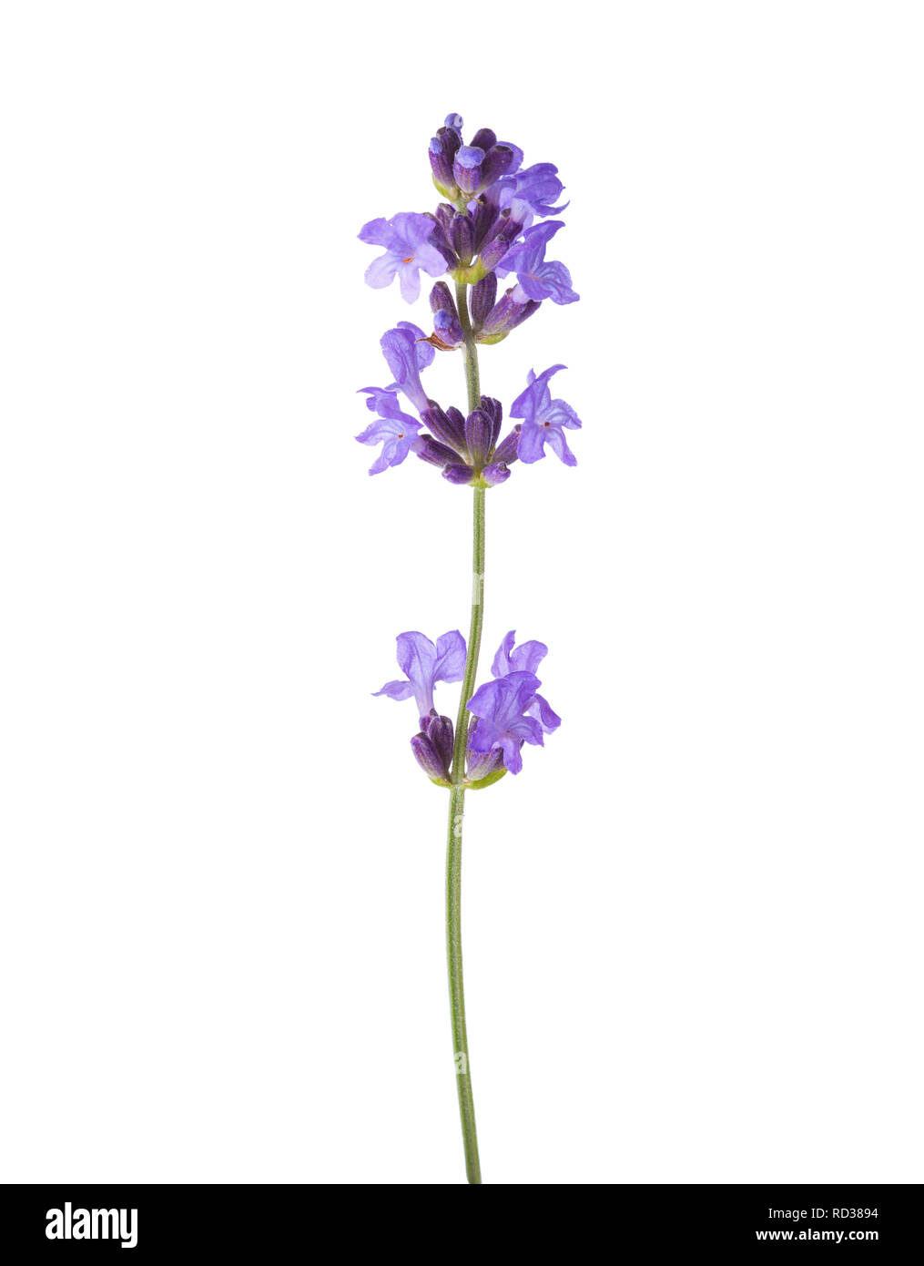 Sprig of lavender isolated on white background Stock Photo - Alamy
