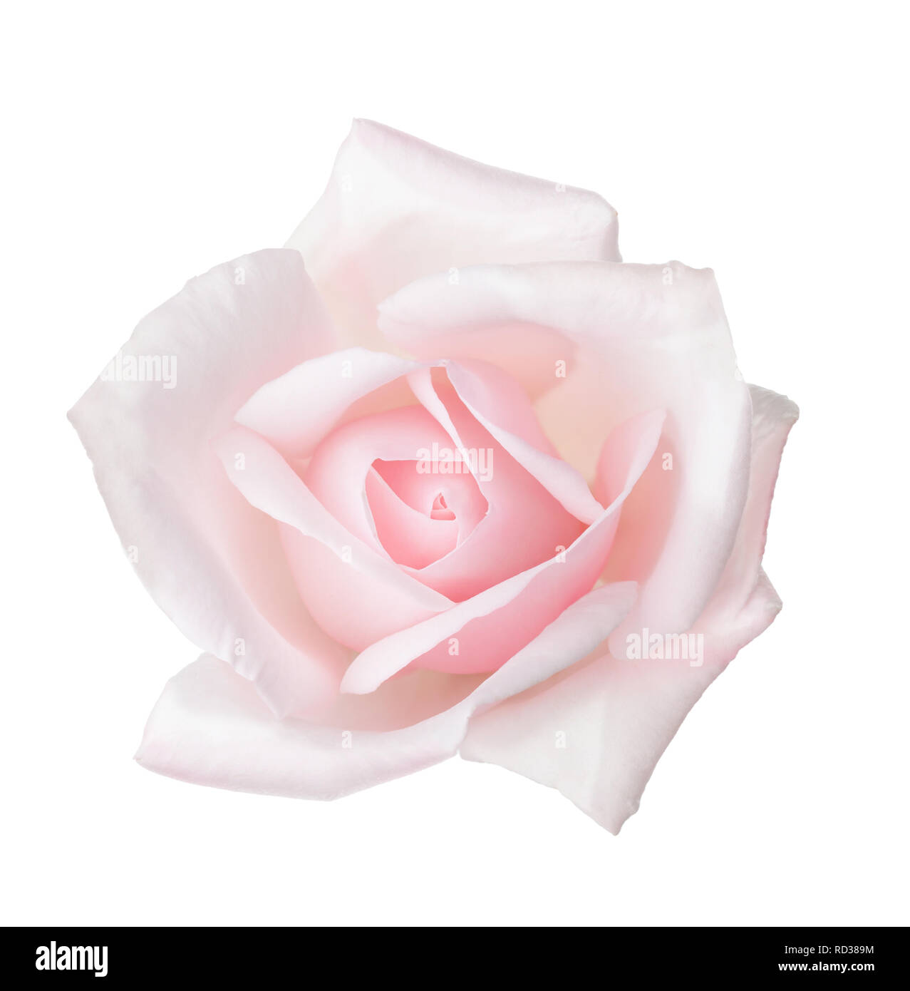 Pale pink rose isolated on white background Stock Photo - Alamy