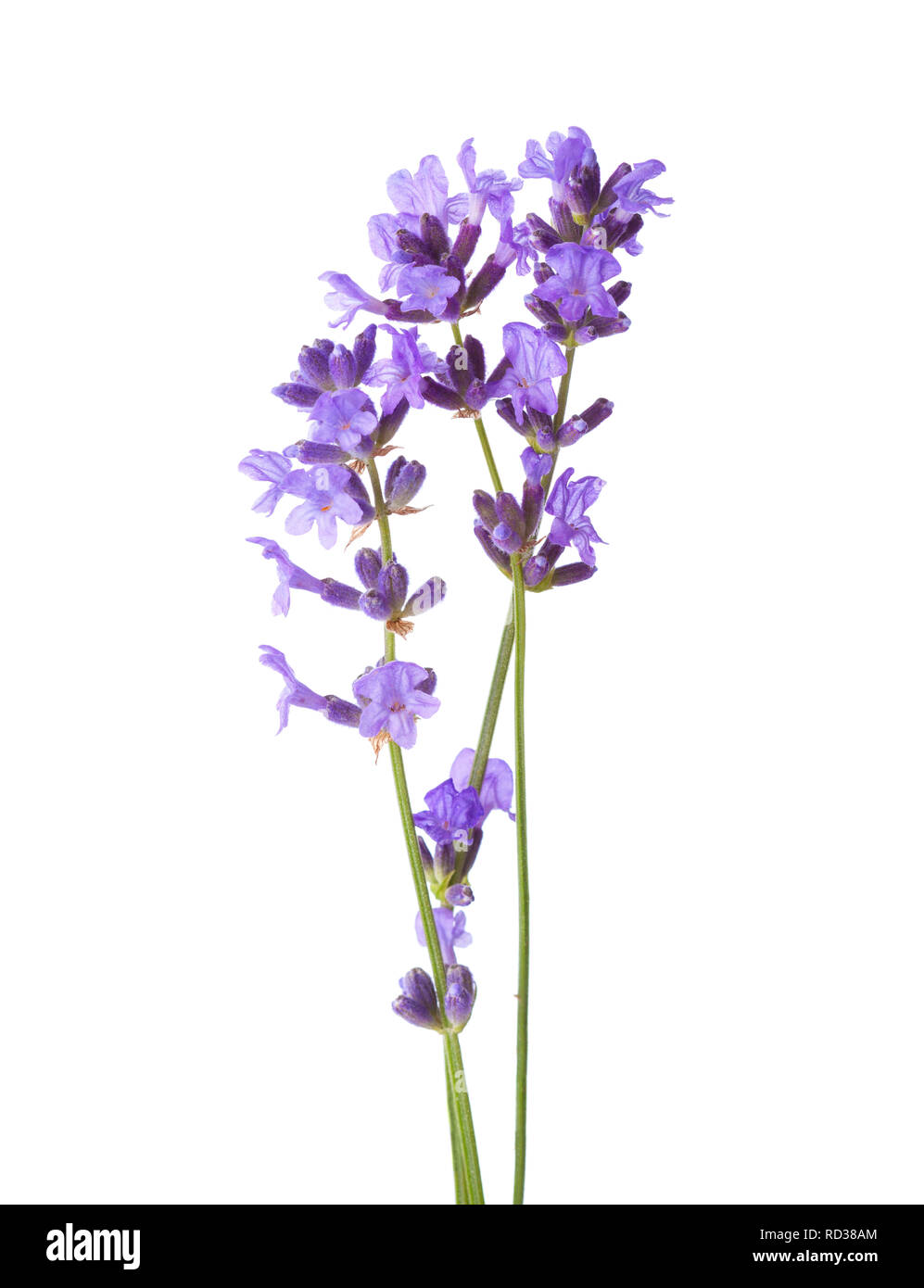 Three sprigs of Lavender isolated on white background Stock Photo - Alamy