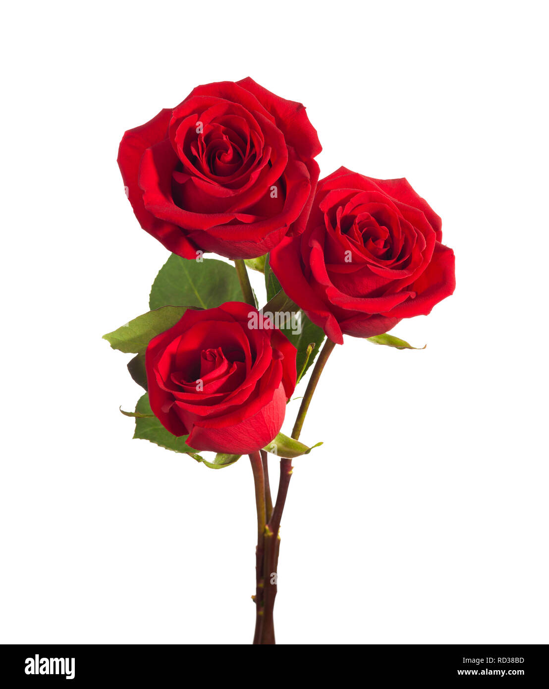 Three bright red Roses isolated on white background Stock Photo - Alamy