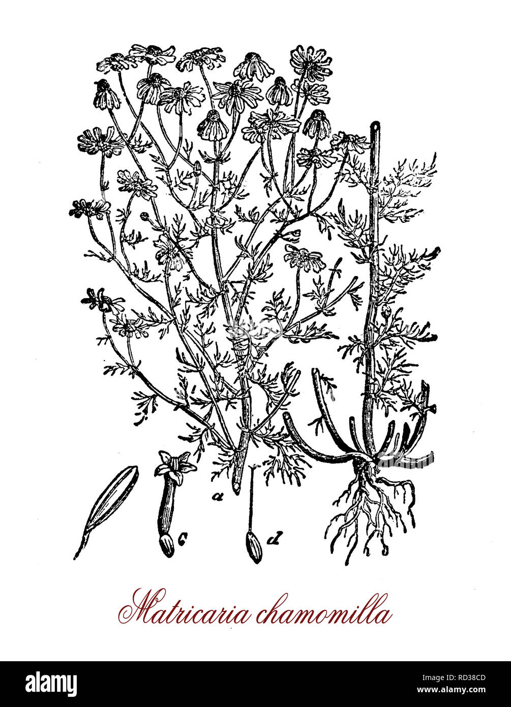 Principal plant Cut Out Stock Images & Pictures - Alamy