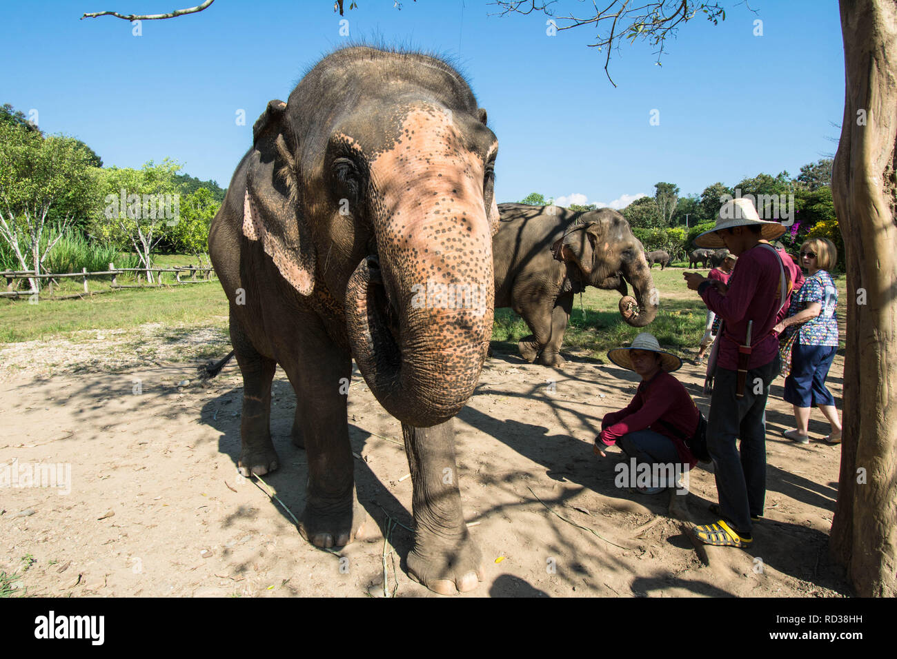 Kanta elephant sanctuary hi-res stock photography and images - Alamy