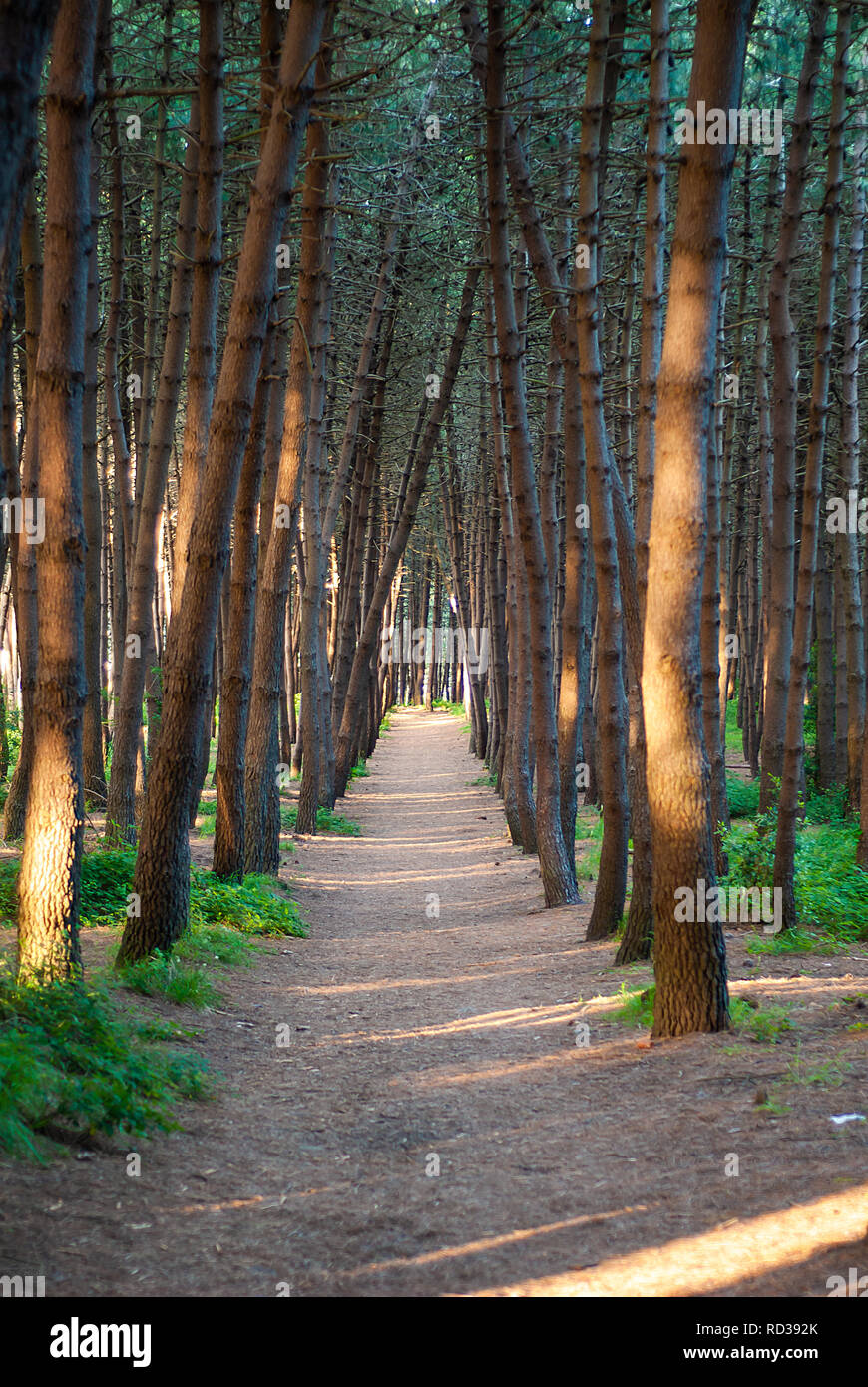 The path in the pine forest, which divides it from side to side Stock ...