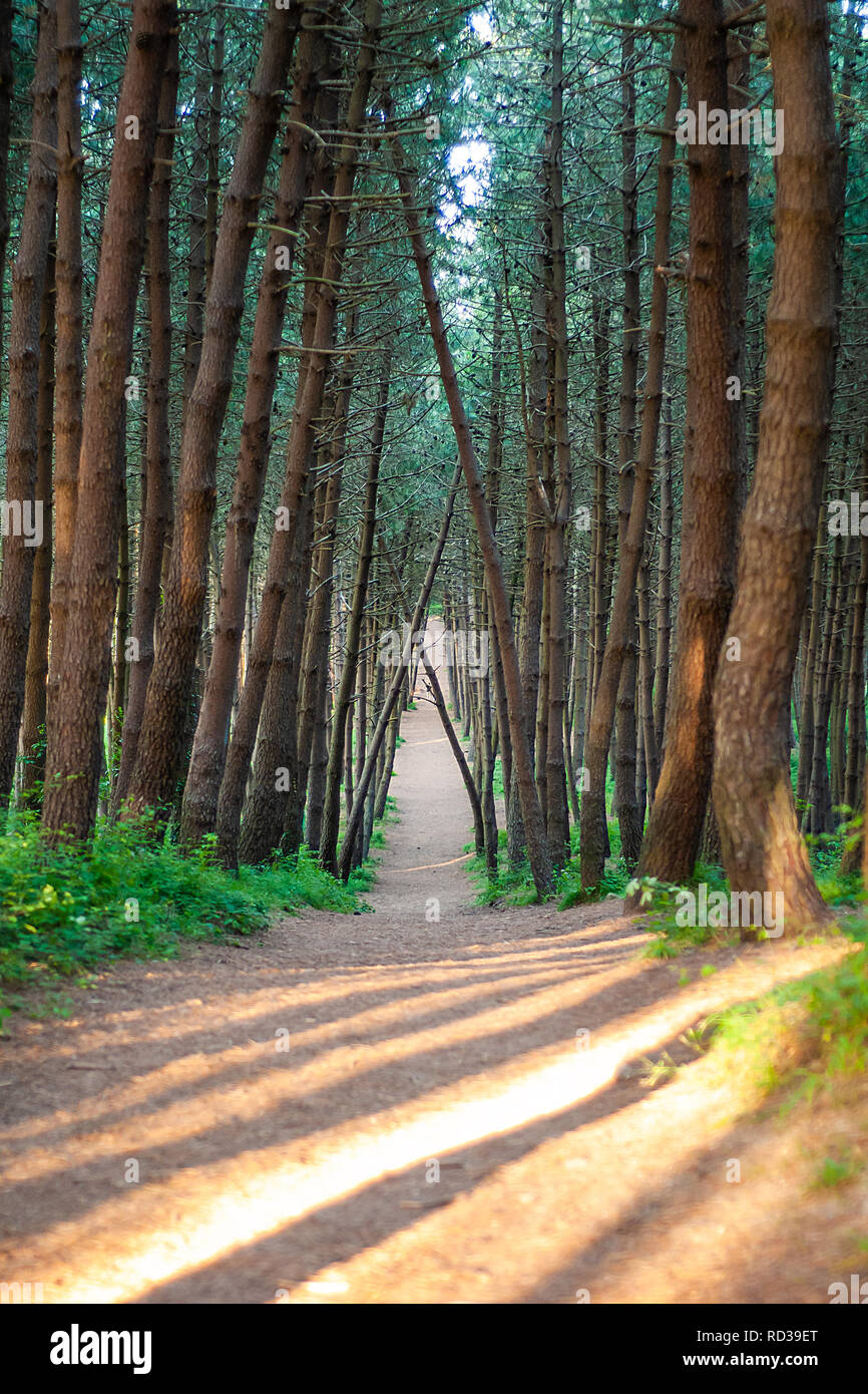 The path in the pine forest, with the plot trees, on a warm spring day ...
