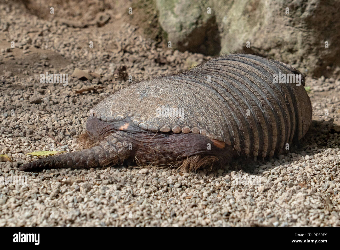 armadillo close up portrait in patagonia from behind Stock Photo - Alamy