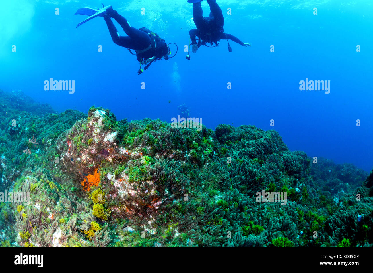 Scuba Diving n Tenerife - Canary Islands Stock Photo - Alamy