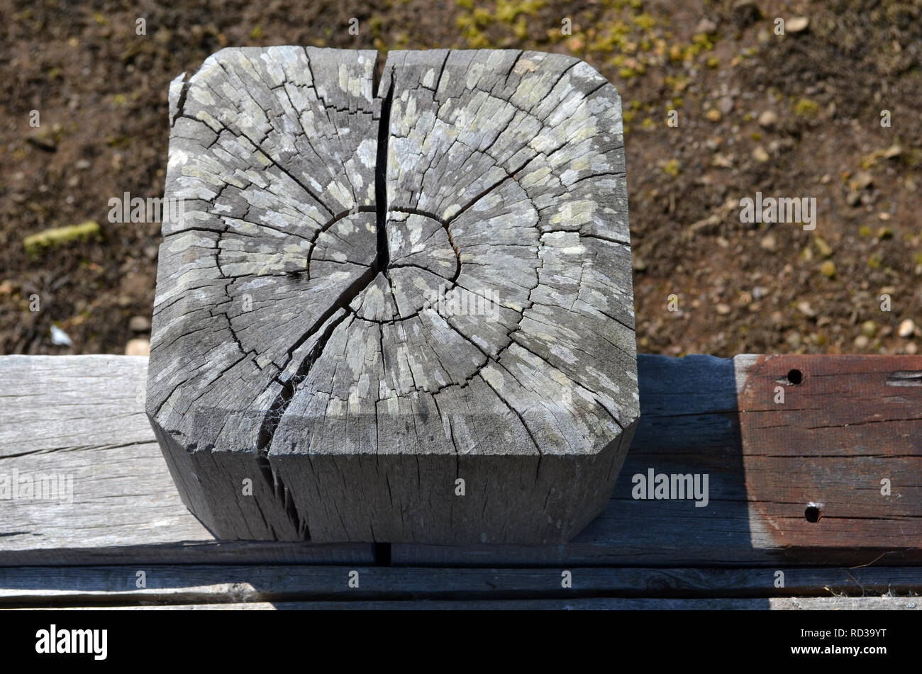 Weather beaten harbour posts, end grain all cracked with weather and ...