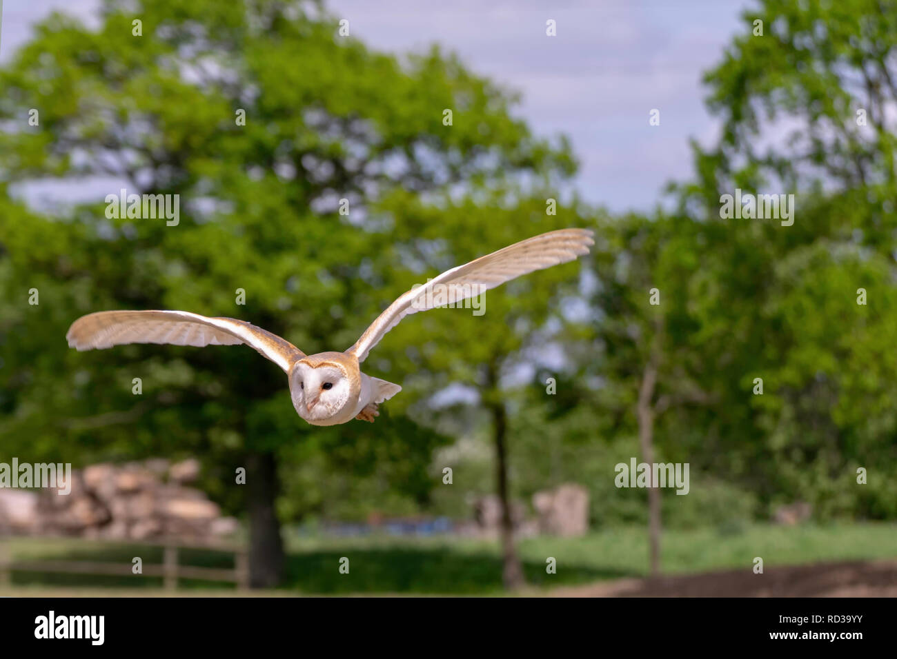Barn Owl in Flight Stock Photo - Alamy