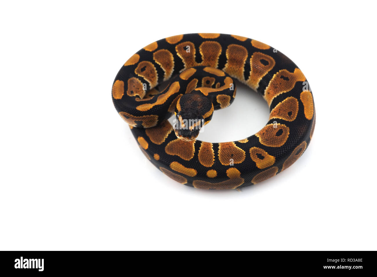 ball python isolated on white background Stock Photo - Alamy