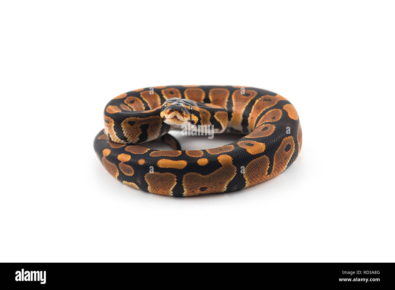 ball python isolated on white background Stock Photo - Alamy