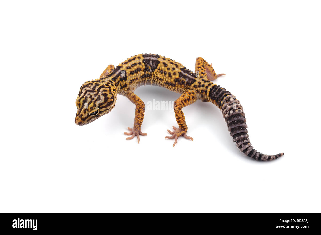Leopard Gecko isolated on white background Stock Photo - Alamy