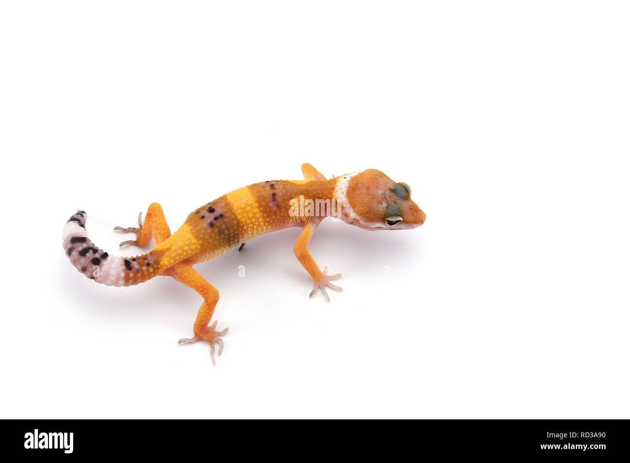 Leopard Gecko isolated on white background Stock Photo - Alamy
