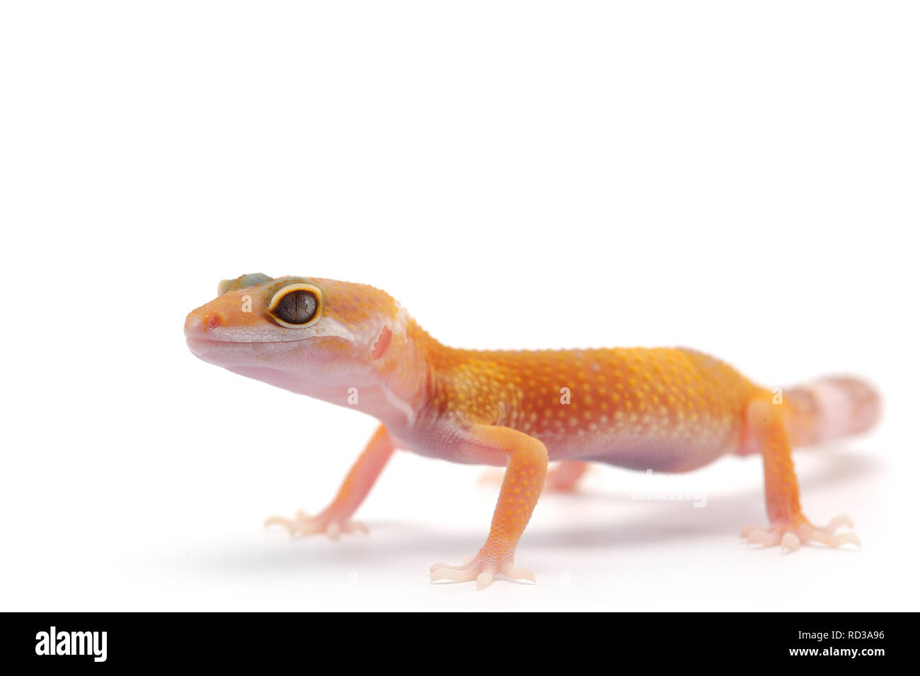 Leopard Gecko isolated on white background Stock Photo - Alamy