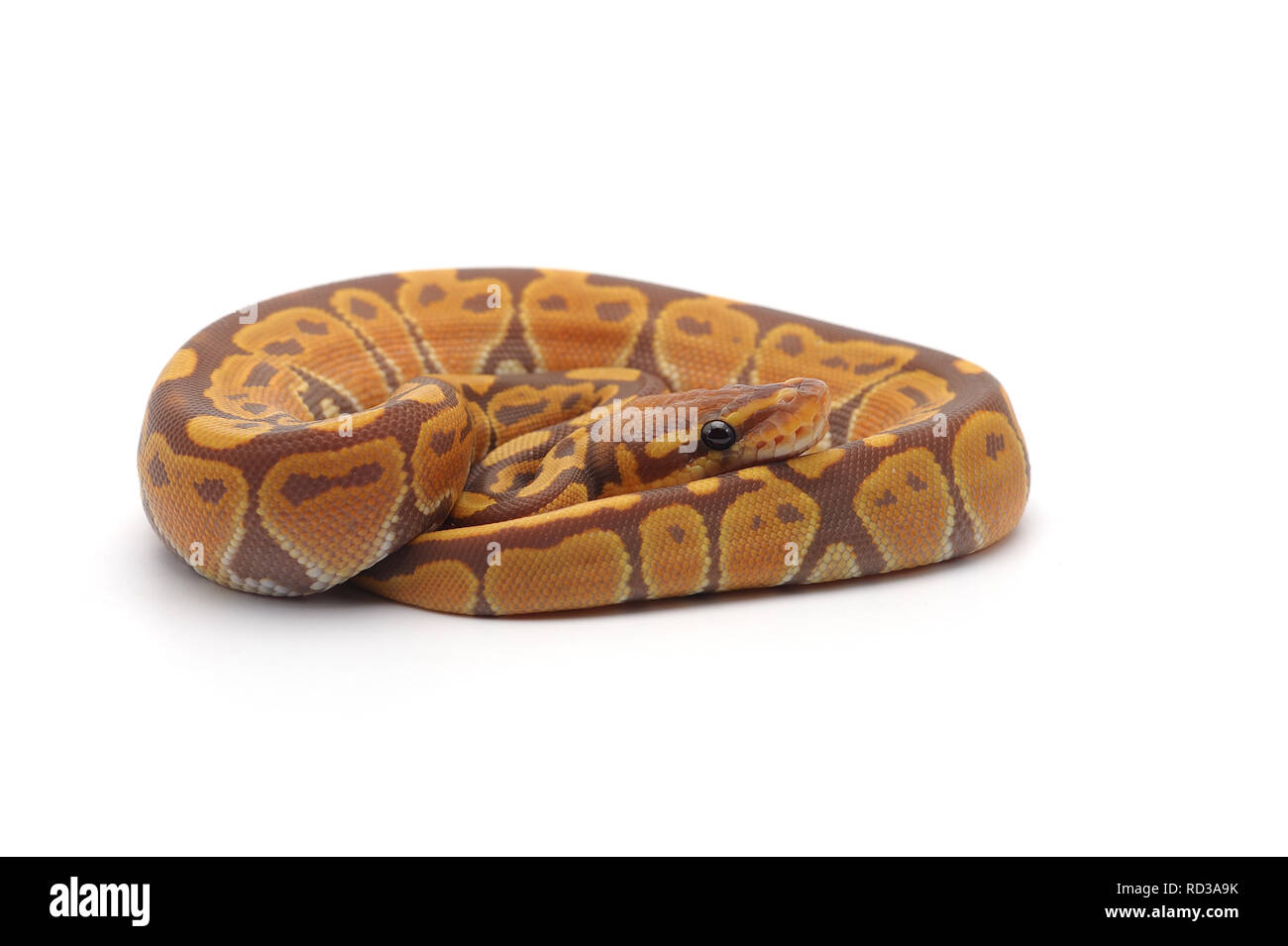 ball python isolated on white background Stock Photo - Alamy
