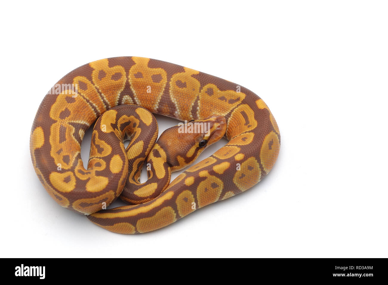 ball python isolated on white background Stock Photo - Alamy