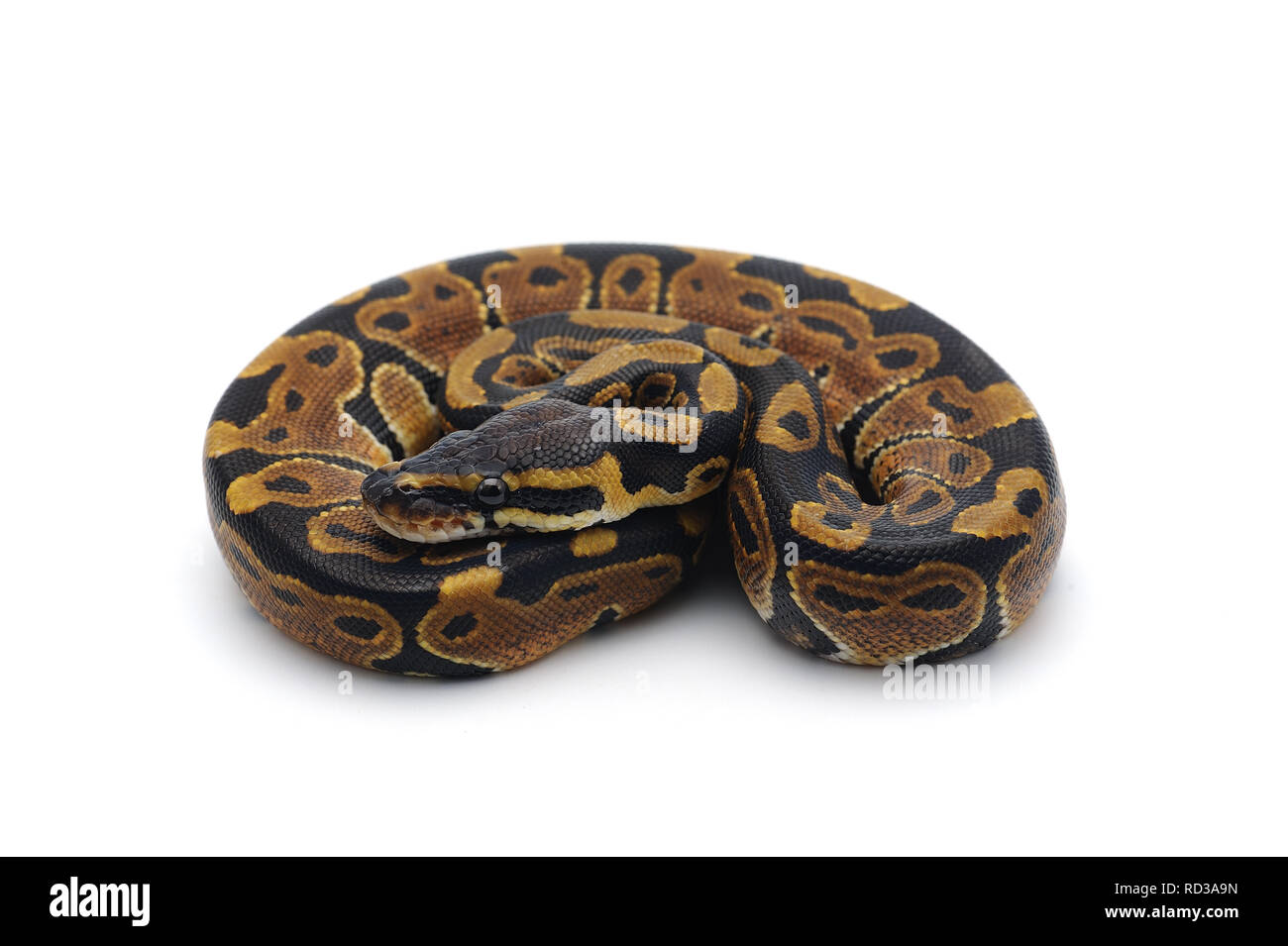 ball python isolated on white background Stock Photo - Alamy