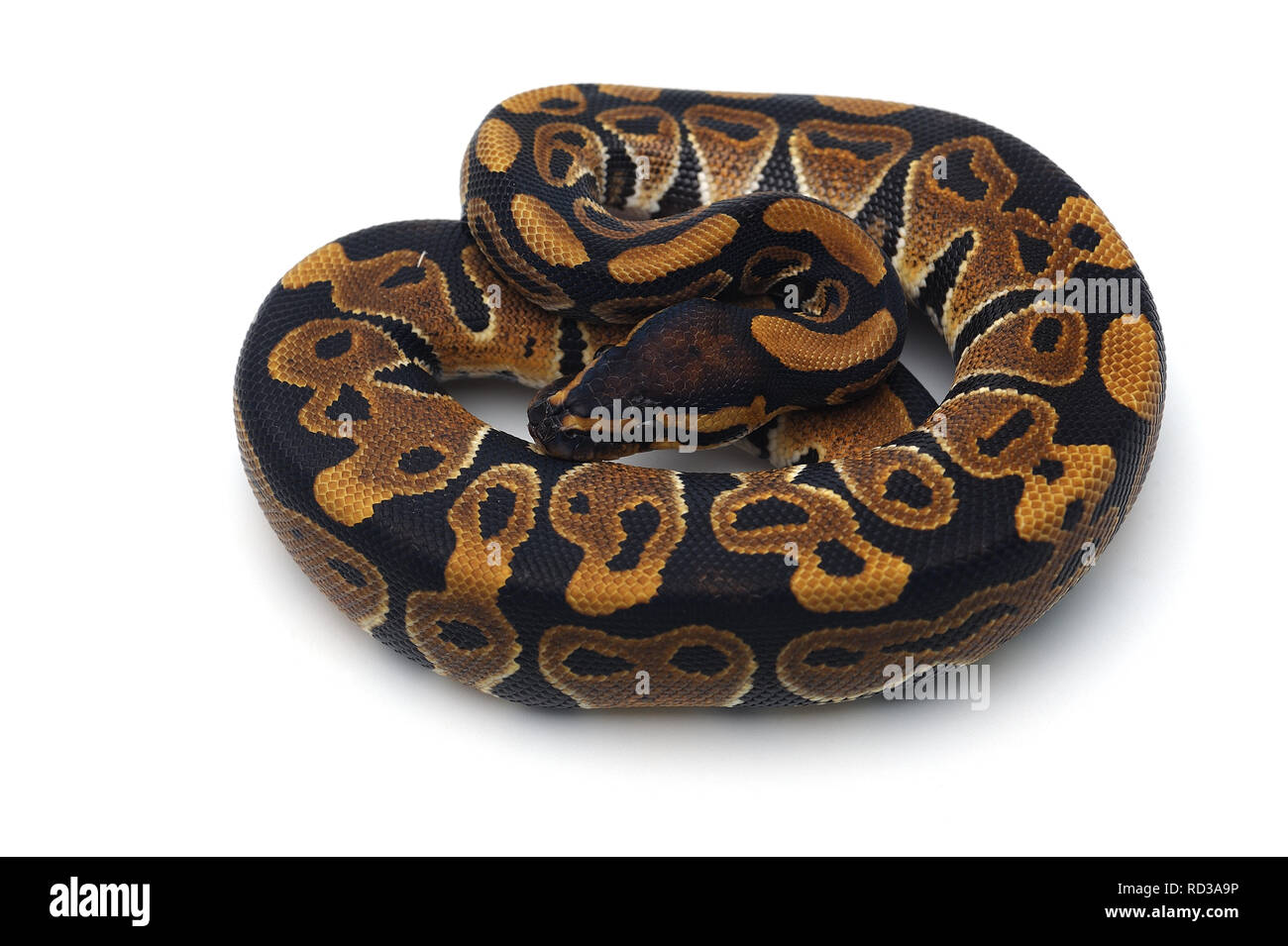ball python isolated on white background Stock Photo - Alamy
