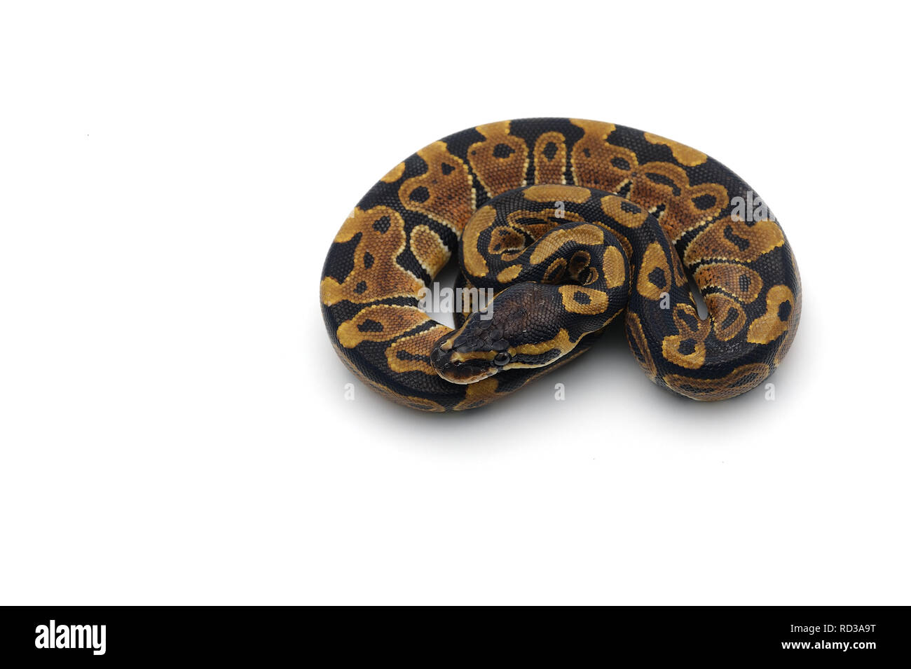 ball python isolated on white background Stock Photo - Alamy