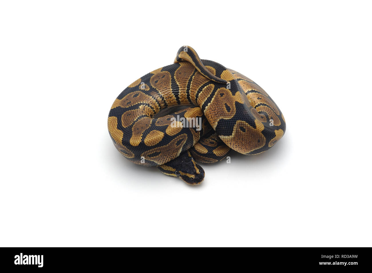 ball python isolated on white background Stock Photo - Alamy