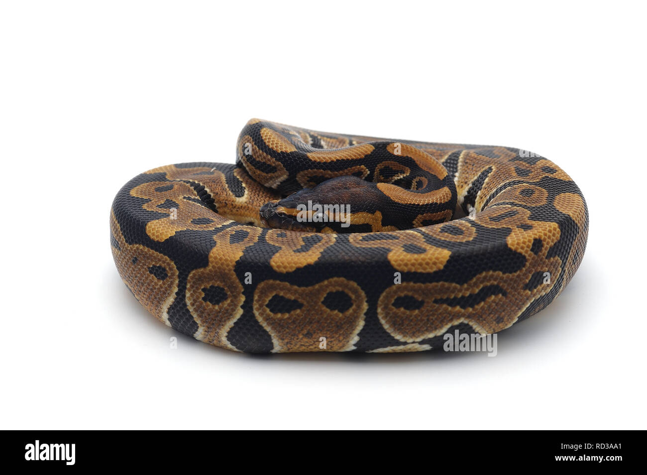 ball python isolated on white background Stock Photo - Alamy