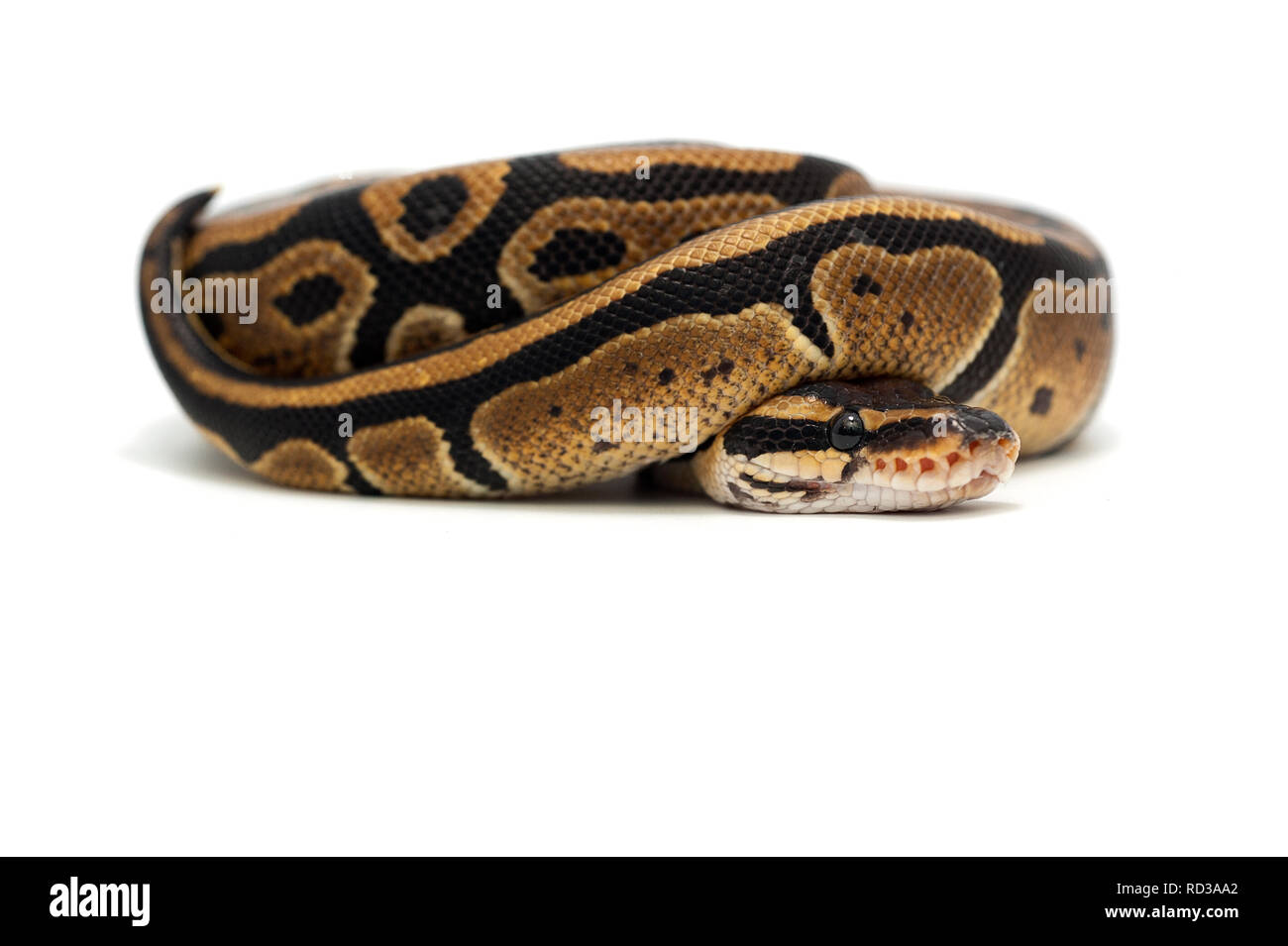 ball python isolated on white background Stock Photo - Alamy