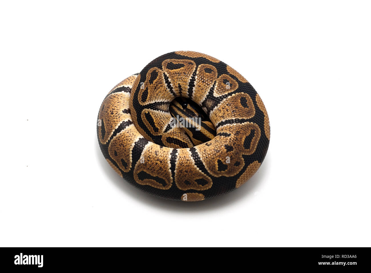 ball python isolated on white background Stock Photo - Alamy