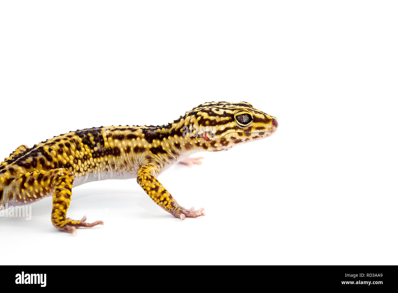 Leopard Gecko isolated on white background Stock Photo - Alamy