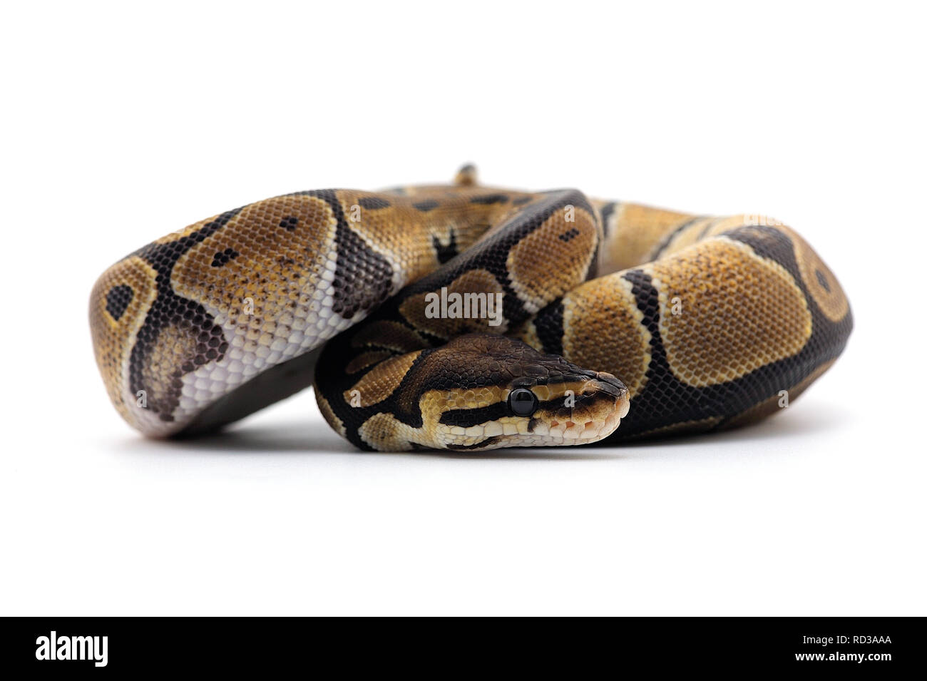 ball python isolated on white background Stock Photo - Alamy