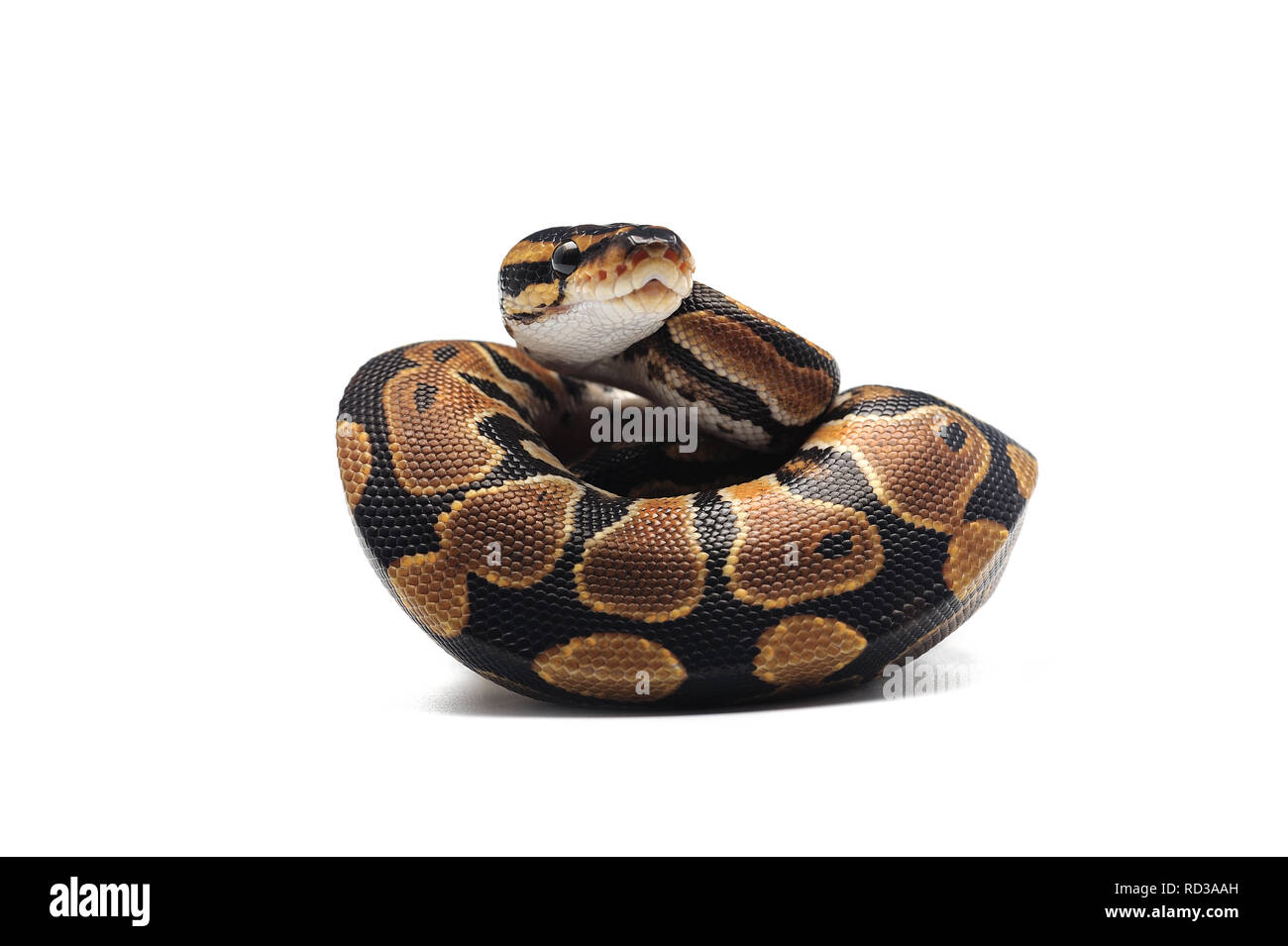 ball python isolated on white background Stock Photo - Alamy