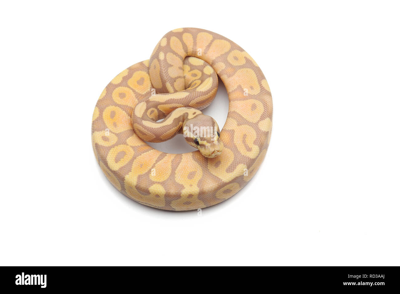 ball python isolated on white background Stock Photo - Alamy